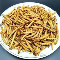China Dried Zophobas Morio Super Giant Mealworms 48% Protein for Small Pet Animal Food for sale
