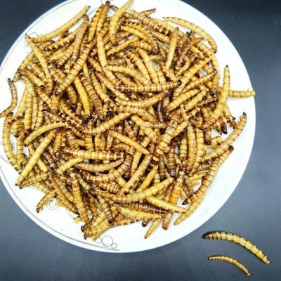 China Dried Super Giant Mealworms 4-5cm Zophobas Morio King Worms High Protein 48% Pet Feed for sale