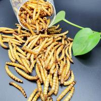 China Feed Grade Dried Giant Mealworms Larvae Large Lizard Turtle Birds Use for sale