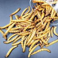 China Dried Super Giant Mealworms 48% Protein 5% Moisture for Large Lizards Poultry Pets Food for sale