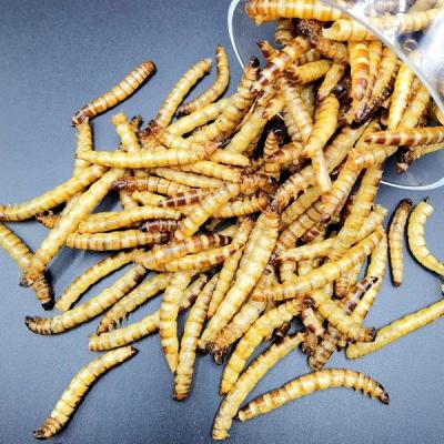 China Dried Super Giant Mealworms 48% Protein 5% Moisture for Large Lizards Poultry Pets Food for sale