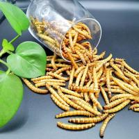 China Dried Super Giant Mealworms 5kg Bulk Reptile Amphibian Pet Food High Protein 48% for sale