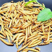 China Dried Super Giant Mealworms 5kg Bulk Reptile Amphibian Pet Food High Protein 48% for sale