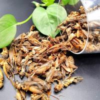 China Natural Dried Crickets 63% Protein Pet Food for Reptiles Birds Chickens Fish for sale