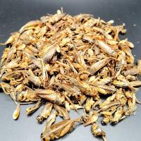 China Natural Dried Crickets 63% Protein Pet Food for Reptiles Birds Chickens Fish for sale