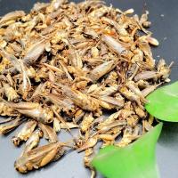China Dried High Protein Crickets 63% for Reptiles Leopard Gecko Bearded Dragon Food for sale