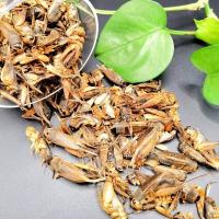 China Dried High Protein Crickets 63% for Reptiles Leopard Gecko Bearded Dragon Food for sale