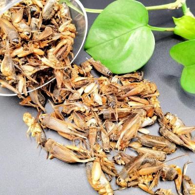 China Dried High Protein Crickets 63% for Reptiles Leopard Gecko Bearded Dragon Food for sale