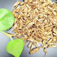 China Dried Crickets 63% Protein Calcium Rich Bird Reptile Fish Food 5kg for sale
