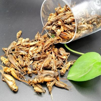China Wholesale Sun Dried Crickets 63% Protein Bulk for Poultry Reptiles Pets Food for sale
