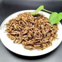China Dried Crickets Insect Protein 63% Pet Food Rich Calcium Iron for Reptiles Birds Fish for sale