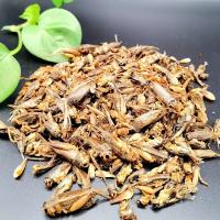 China Dried Crickets Insect Protein 63% Pet Food Rich Calcium Iron for Reptiles Birds Fish for sale