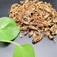 China High Protein Dried Crickets 63% for Reptiles Amphibians Pet Feed for sale