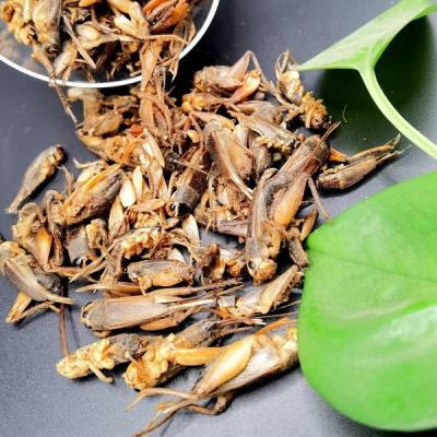 China High Protein Dried Crickets 63% for Reptiles Amphibians Pet Feed for sale