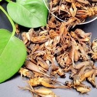 China High Protein Dried Crickets 63% for Chickens Birds Fish Reptiles Feed for sale