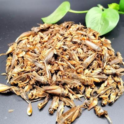 China High Protein Dried Crickets 63% Natural Reptile Turtle Frog Food 5kg Bulk for sale