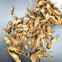 China Dried Black Crickets Pet Food 63% Protein No Additive for Reptiles Birds Fish for sale
