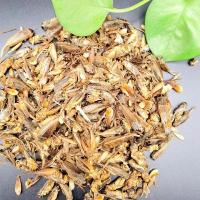 China Eco Friendly Dried Crickets Bulk For Turtle Lizard Hamster Bearded Dragon Food for sale