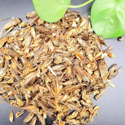 China Eco Friendly Dried Crickets Bulk For Turtle Lizard Hamster Bearded Dragon Food for sale
