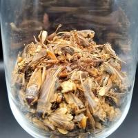 China Eco Friendly Dried Crickets Bulk For Turtle Lizard Hamster Bearded Dragon Food for sale