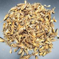 China Natural Dried Crickets 63% Protein Insectivores Food for Pets Reptiles Birds for sale