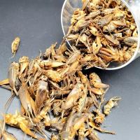 China Poultry Feed Dried Crickets Bulk Reptiles Amphibians Insect Protein Powder for sale