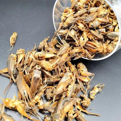 China Poultry Feed Dried Crickets Bulk Reptiles Amphibians Insect Protein Powder for sale