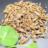 China Feed Grade Dried Crickets 63% Protein for Birds Poultry Fish Reptiles Amphibians Hamsters for sale
