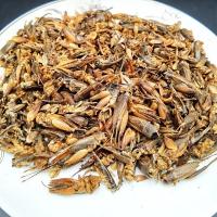 China Bulk Dried Crickets for Pet Food High Protein 63% Calcium Iron Rich for sale