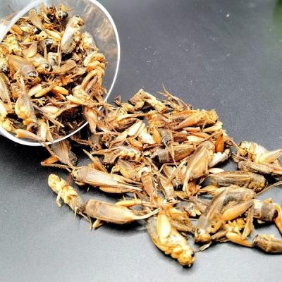 China Bulk Dried Crickets for Pet Food High Protein 63% Calcium Iron Rich for sale