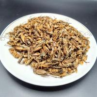 China Natural Dried Crickets 63% Protein Bulk for Turtles Reptiles Pets Food for sale