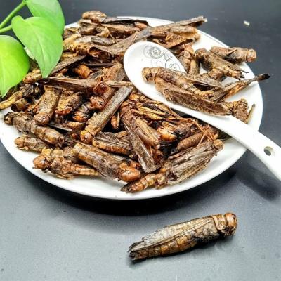 China Natural Dried Grasshoppers 56% Protein Edible Feed for Birds Reptiles Pets for sale