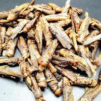China Natural Dried Grasshoppers 56% Protein Edible Feed for Birds Reptiles Pets for sale