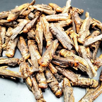 China Dried Grasshopper Insect Protein Pet Food 56% Crude Protein 28% Fat for Birds Reptiles Turtles Hedgehogs for sale