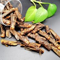China Dried Grasshopper Pet Food 56% Protein Insect Feed for Reptiles Birds Turtles Hedgehogs for sale