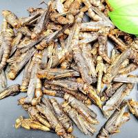 China Dried Grasshopper Pet Food 56% Protein Insect Feed for Reptiles Birds Turtles Hedgehogs for sale