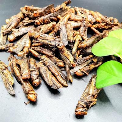 China High Protein Dried Grasshopper Pet Food 56% Protein Bulk Wholesale for sale