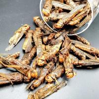 China High Protein Dried Grasshopper Pet Food 56% Protein Bulk Wholesale for sale