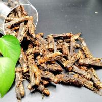 China Dried Grasshopper Bulk Pet Food 56% Protein 28% Fat for Reptiles Birds Fish for sale