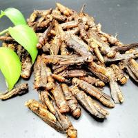 China Dried Grasshopper Bulk Pet Food 56% Protein 28% Fat for Reptiles Birds Fish for sale