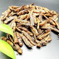 China High Nutrient Dried Grasshopper High Protein Pet Food Dry Locust for sale