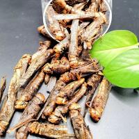 China High Nutrient Dried Grasshopper High Protein Pet Food Dry Locust for sale