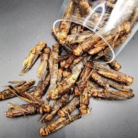 China Dried Grasshopper Locust Insect Protein Pet Feed 56% Crude Protein 28% Fat for Livestock Aquatic Poultry for sale