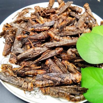 China Dried Grasshopper Locust Insect Protein Pet Feed 56% Crude Protein 28% Fat for Livestock Aquatic Poultry for sale