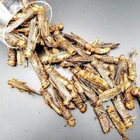 China Dried Grasshopper Pet Food 56% Protein 28% Fat for Fish Birds Turtles Hamsters for sale