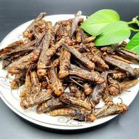 China Deep Dried Grasshopper Dried Locust Reptile Amphibian Pet Food 56% Protein 8% Moisture for sale