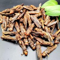 China High Protein Dry Grasshopper Bulk for Pets Food 56% Crude Protein 28% Fat for sale