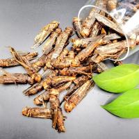 China High Protein Dry Grasshopper Bulk for Pets Food 56% Crude Protein 28% Fat for sale