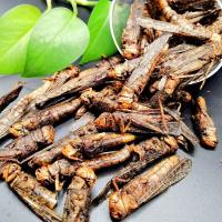 China Dried Locusts Grasshoppers Protein 56% Insect Food for Reptiles Birds Fish for sale