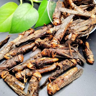 China Dried Locusts Grasshoppers Protein 56% Insect Food for Reptiles Birds Fish for sale